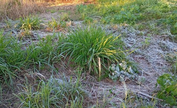 Palotina registra -1°C, a menor temperatura de 2025 até agora ...